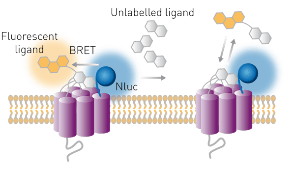 NanoBRET assay for GPCR ligand binding | BMG LABTECH
